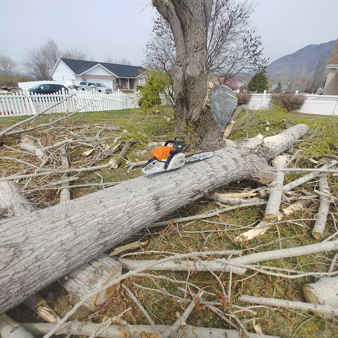 Provo Tree Experts Offers Tree Pruning in Provo, UT 84601