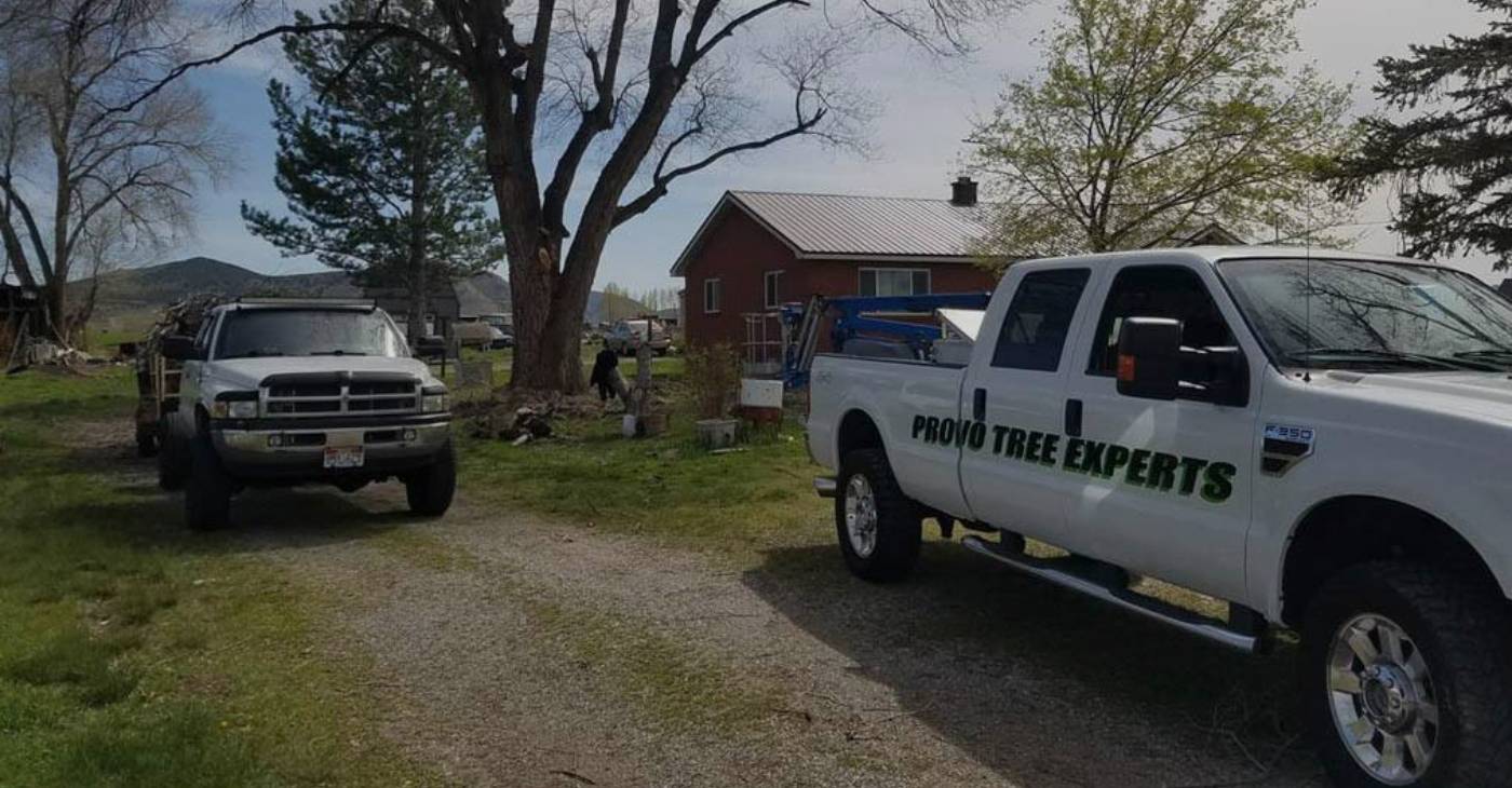 Provo Tree Experts Offers Tree Services in Provo, UT 84601